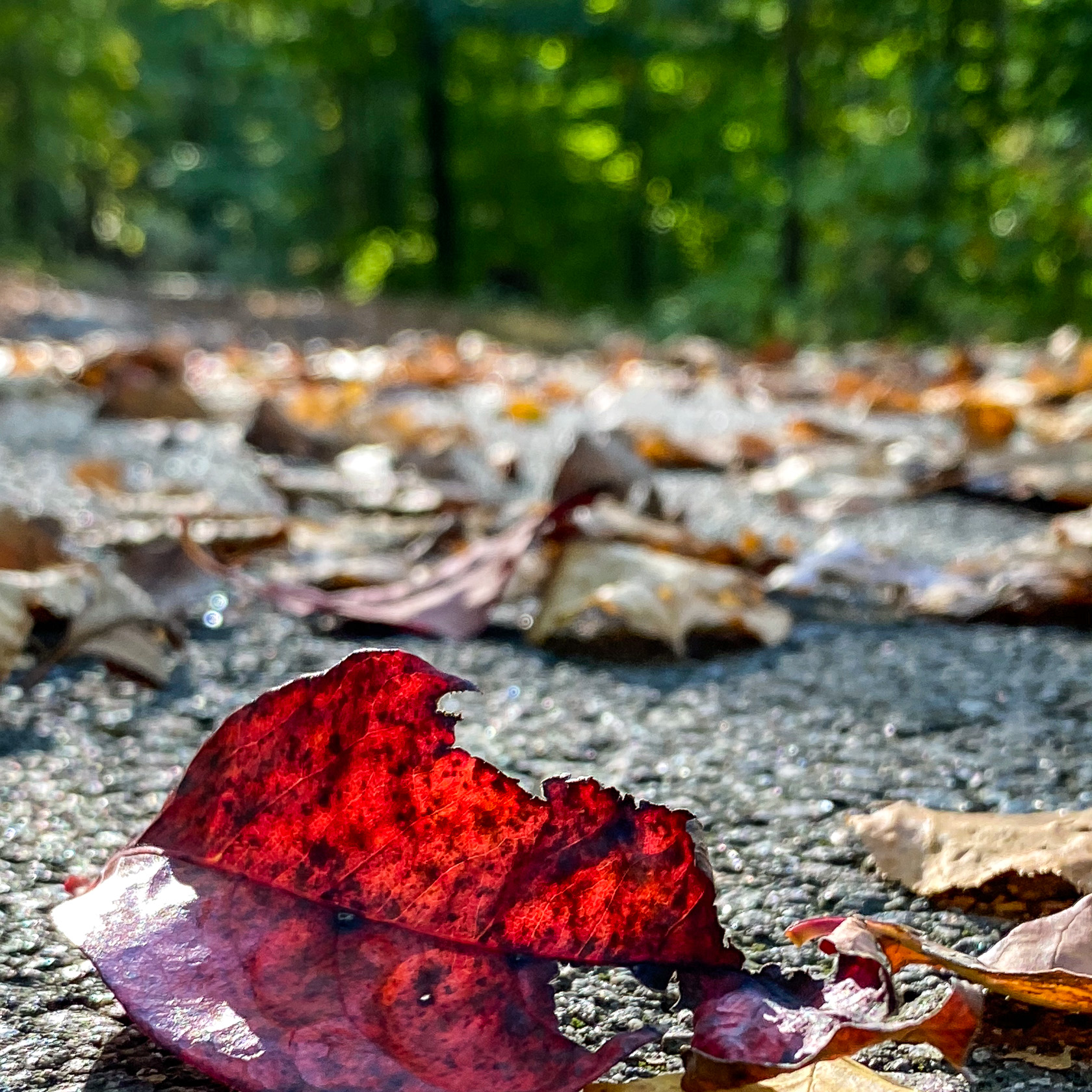 Autumn Leaves - how a crop changes a photo's mood